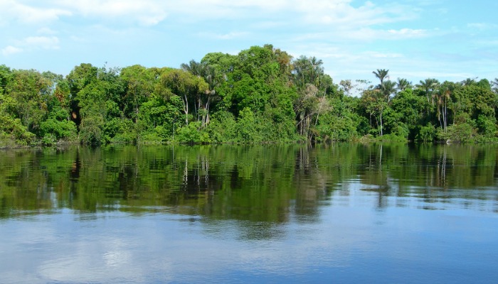 Guia completo da Floresta Amazônica - Geografia - Colégio Web